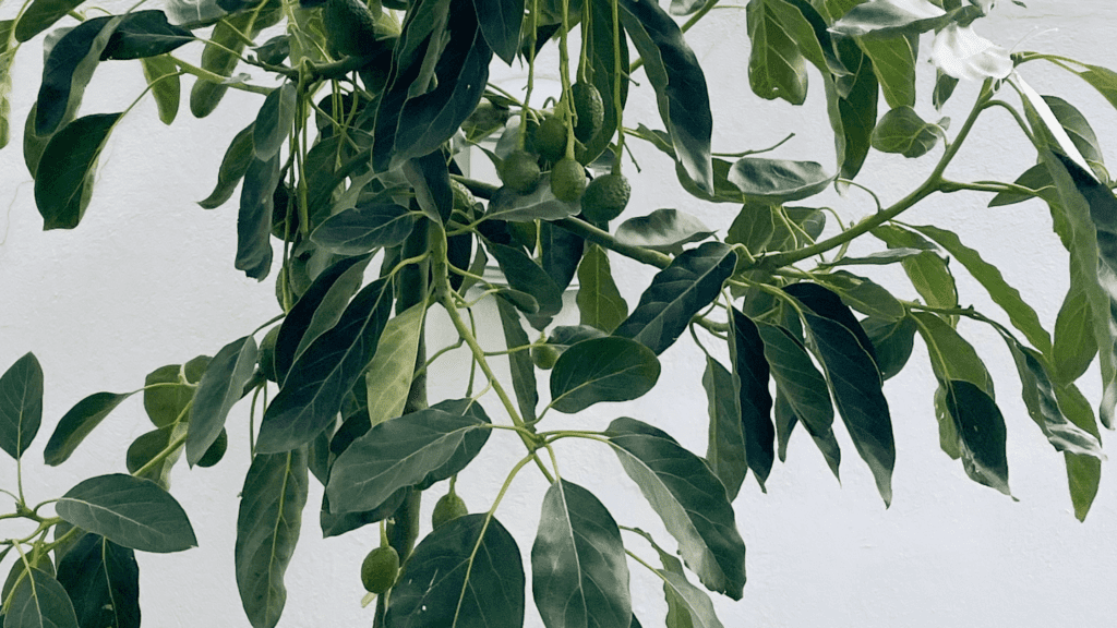 Cómo fabrican su propio alimento las plantas mediante la fotosíntesis