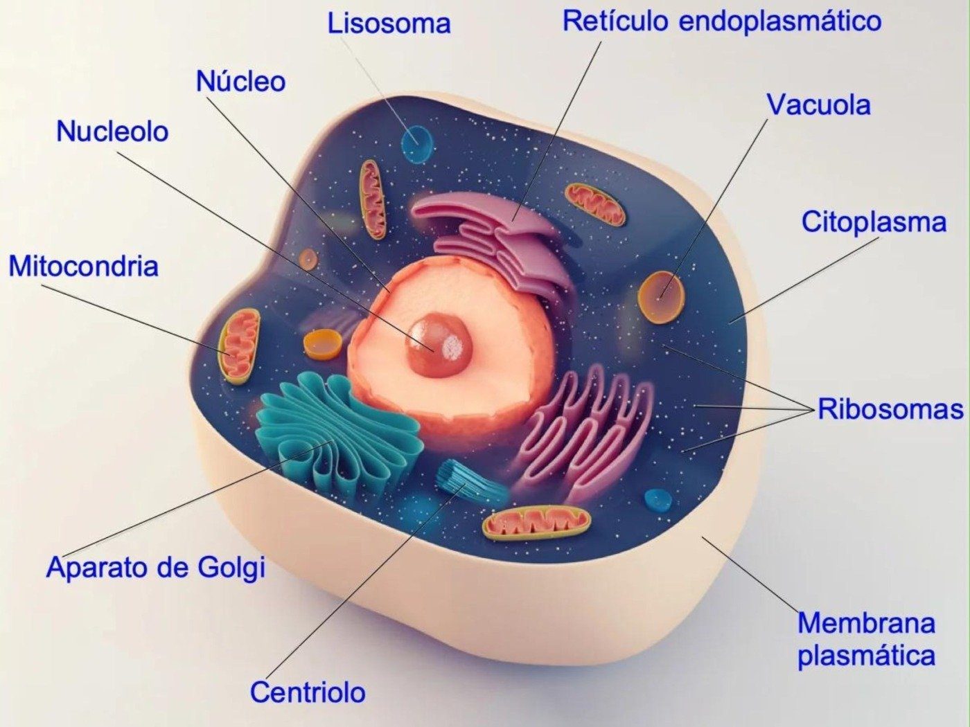 Cómo está compuesta una célula: estructura y componentes clave