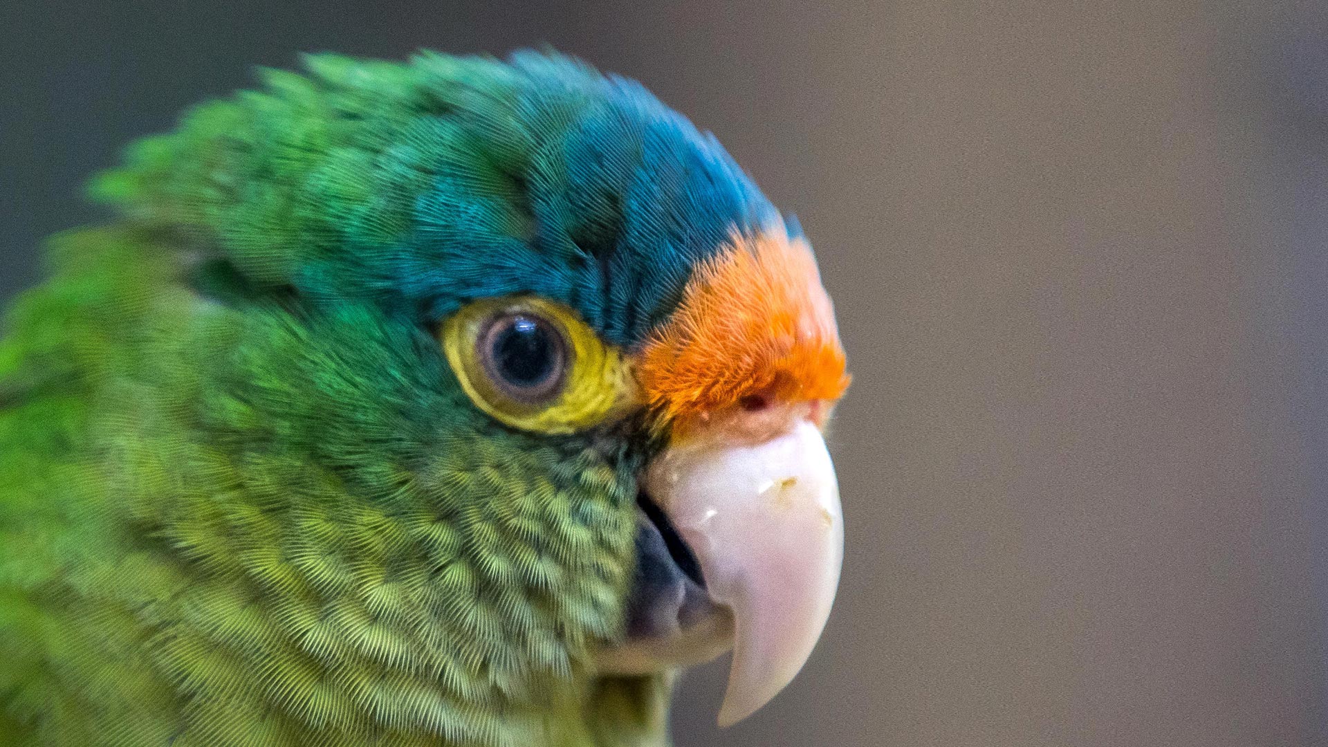 Cómo diferenciar entre un perico de frente naranja macho y hembra