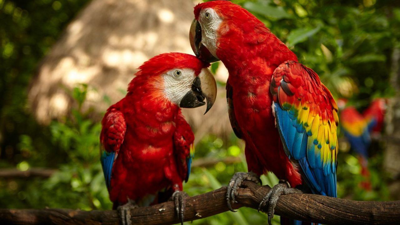 Cuánto tiempo vive una guacamaya roja: Expectativa de vida