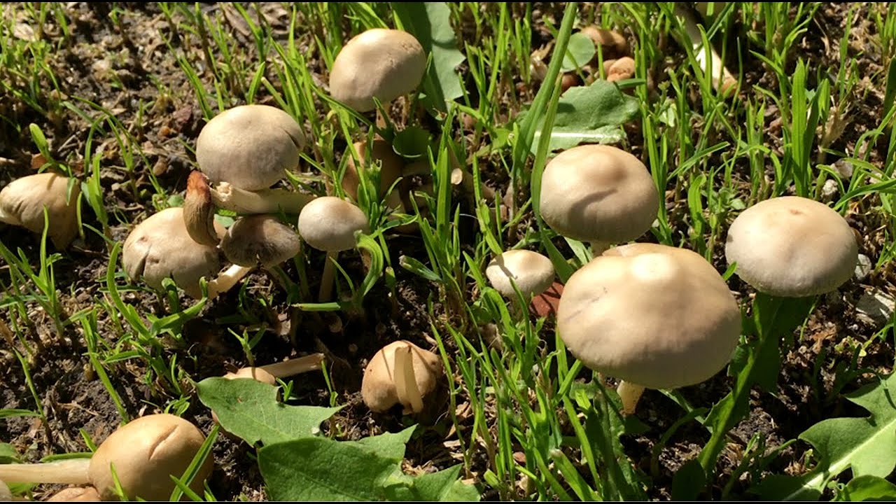 Por qué aparecen hongos en mi jardín y cómo eliminarlos