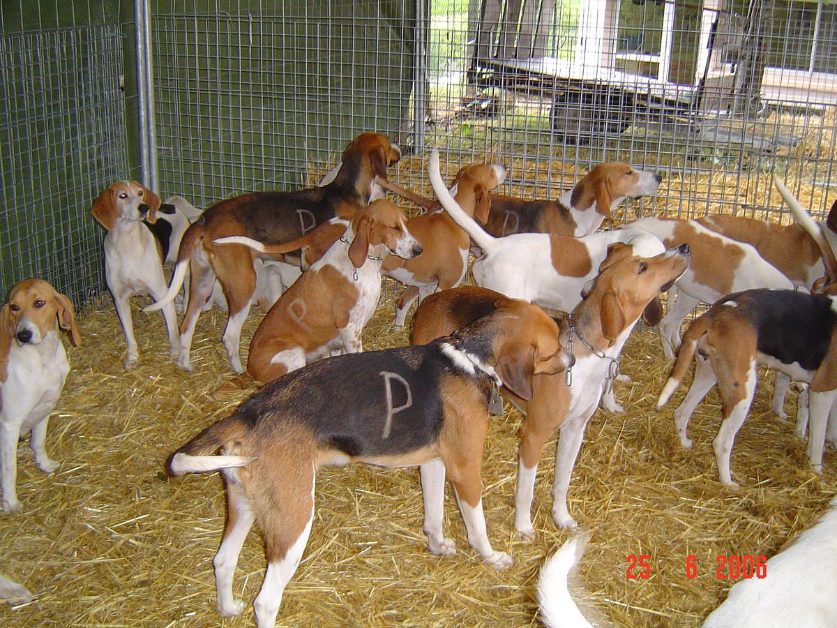 Qué son las jaurías de perros y cómo cazan en grupo