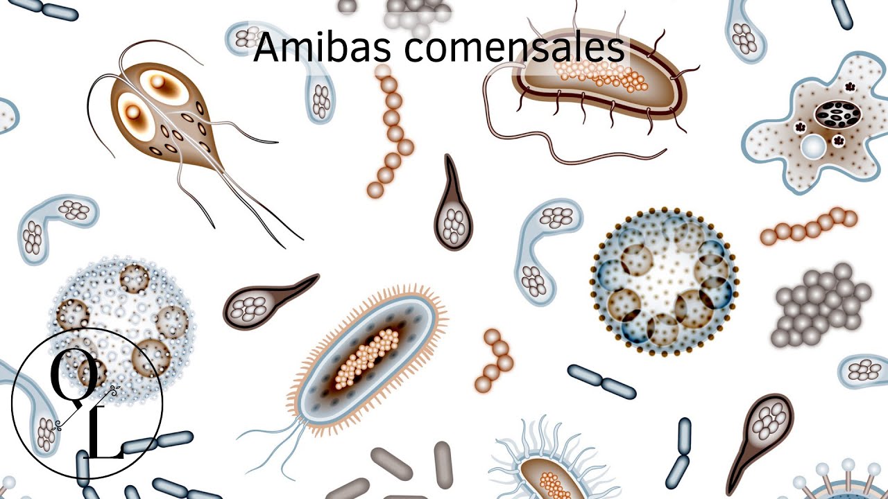 Las amibas: ejemplo del reino protista y su diversidad
