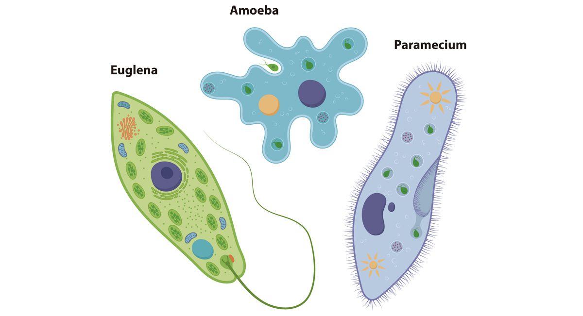 Organismos que componen el reino protista: una guía básica