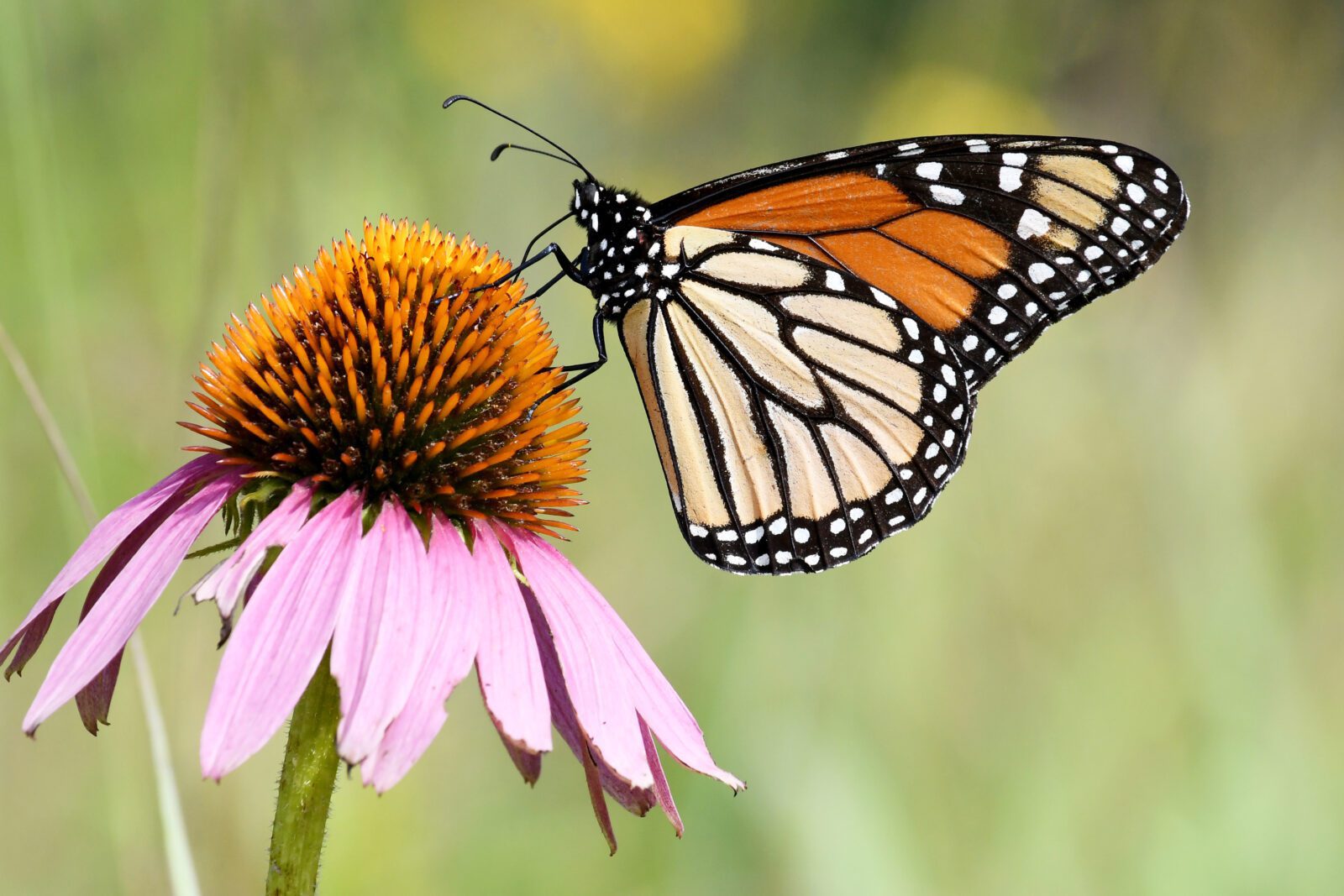 Cómo es el ciclo de vida de la mariposa monarca