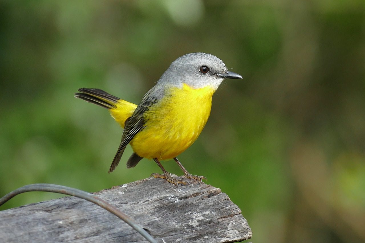 Qué especie es el pájaro pequeño negro con pecho amarillo