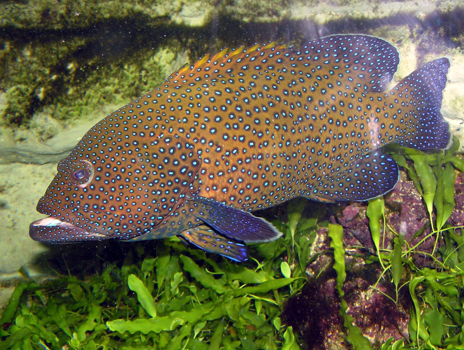 Qué es el pez con flecos del Golfo de México: Descúbrelo aquí