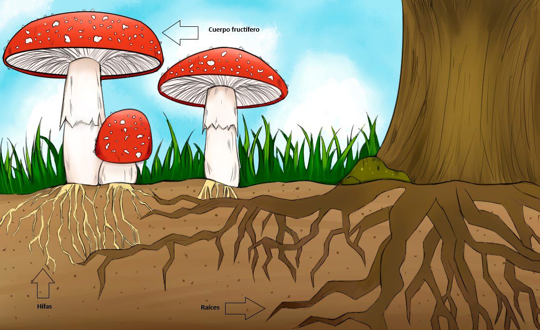 Cómo están formados los animales, las plantas y los hongos
