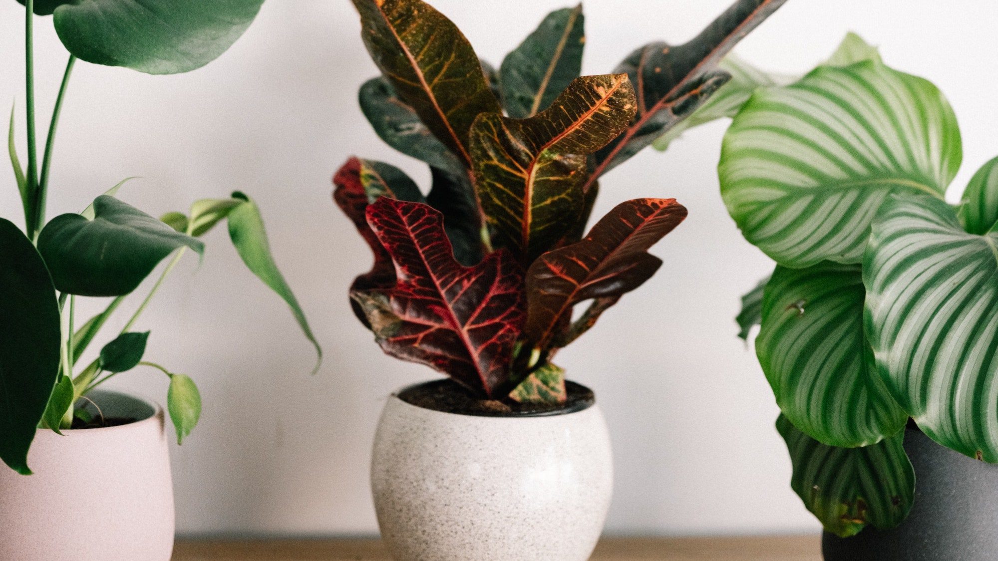 Plantas ideales para tener en casa: las mejores opciones