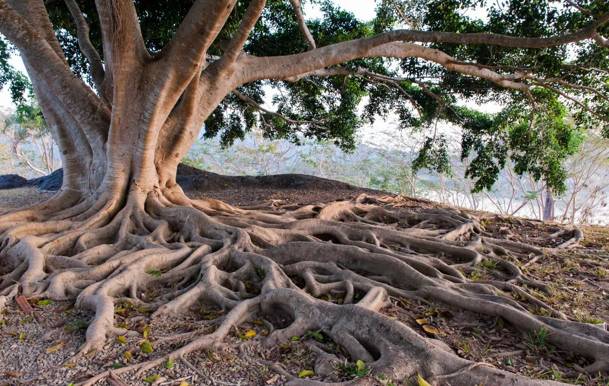 Qué árboles tienen raíces que pueden levantar el suelo