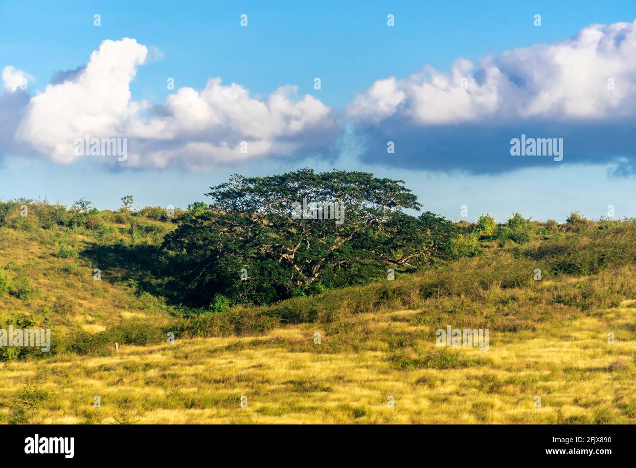 Qué es una sabana y cómo se caracteriza en Cuba