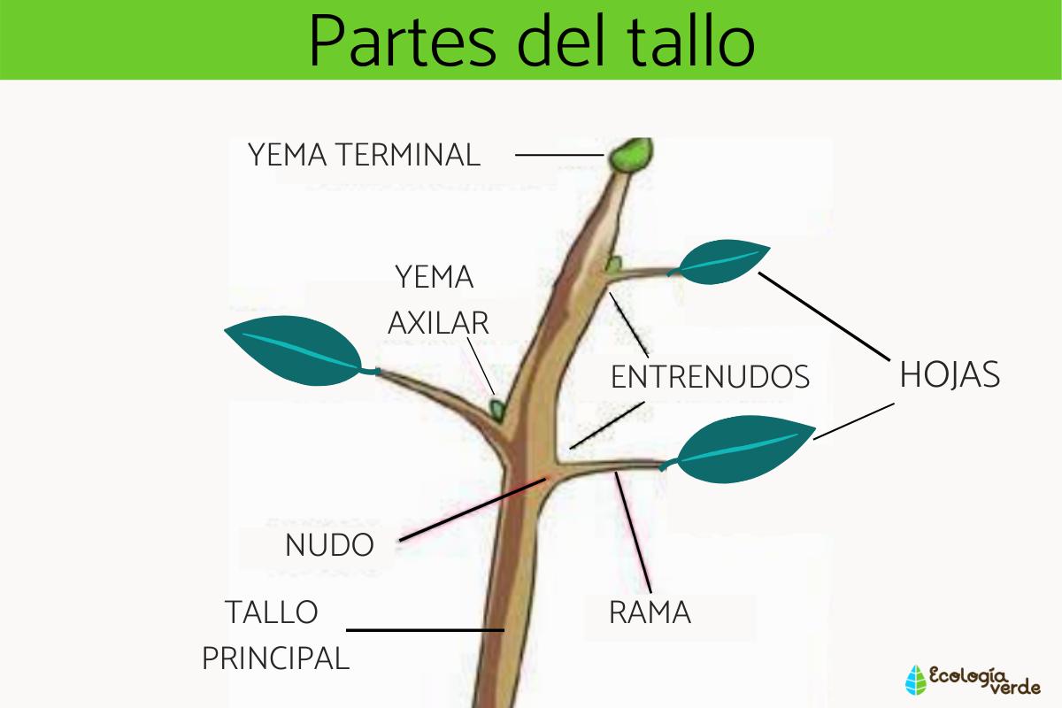 Esquema del tallo de una planta: estructura y funciones principales